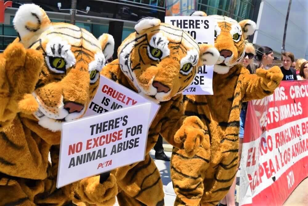 Is PETA Extremist? Learn More About Our Mission | Blog