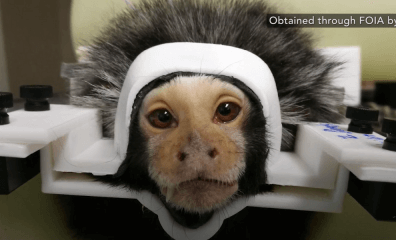 10 Animal Torture Devices Straight From Your Nightmares | PETA
