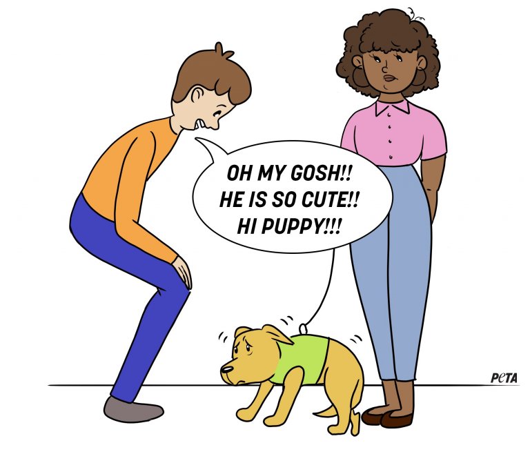 How to Greet a Dog: 4 Do’s and 4 Don’ts (June 2022) | PETA