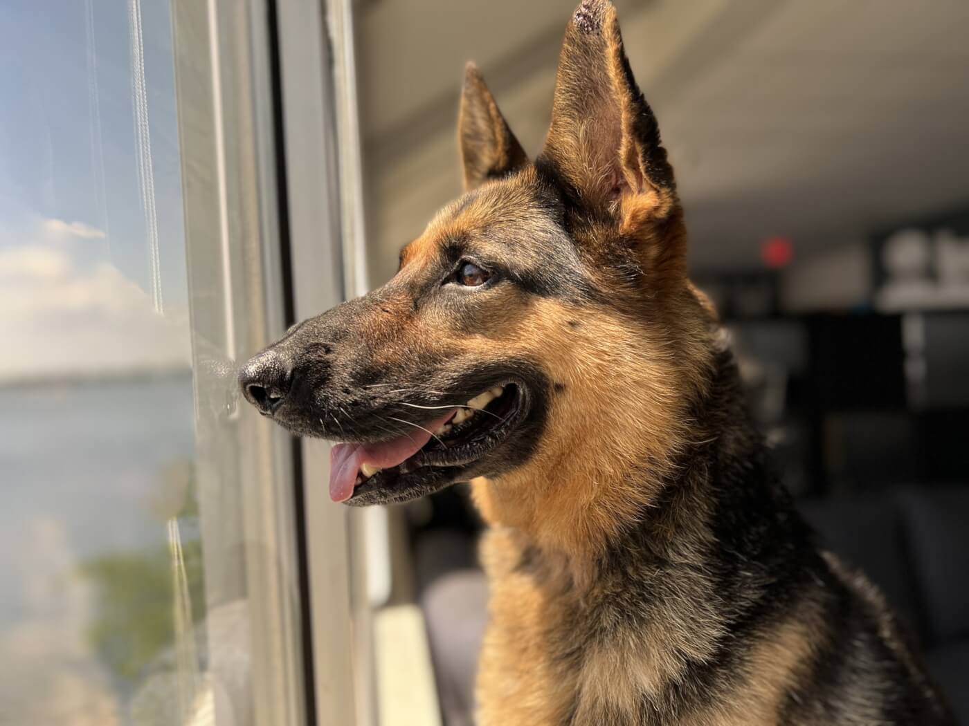 Meet Lady, the Dog Who Helped Inspire a National News Article | PETA