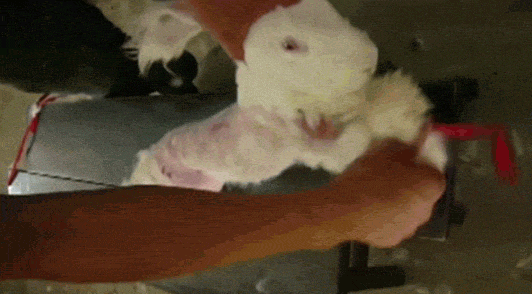 Are You Wearing Hair Pulled Out of Animals’ Skin? | PETA