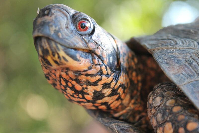 Urge the Alamo Mission Museum in Texas, to Nix Turtle ‘Racing’! | PETA