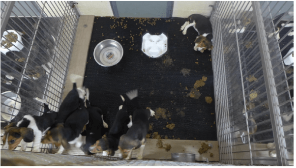 USDA Official Who Failed Beagles at Envigo Steps Down | PETA