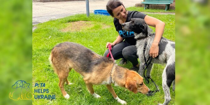 People for the Ethical Treatment of Animals (PETA)