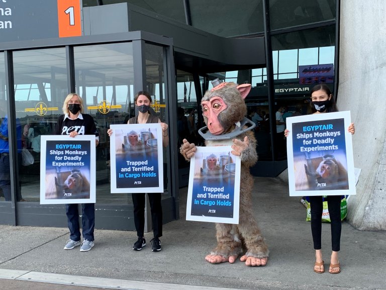 Campaign Updates: EGYPTAIR Sends Monkeys to Die in Experiments | PETA