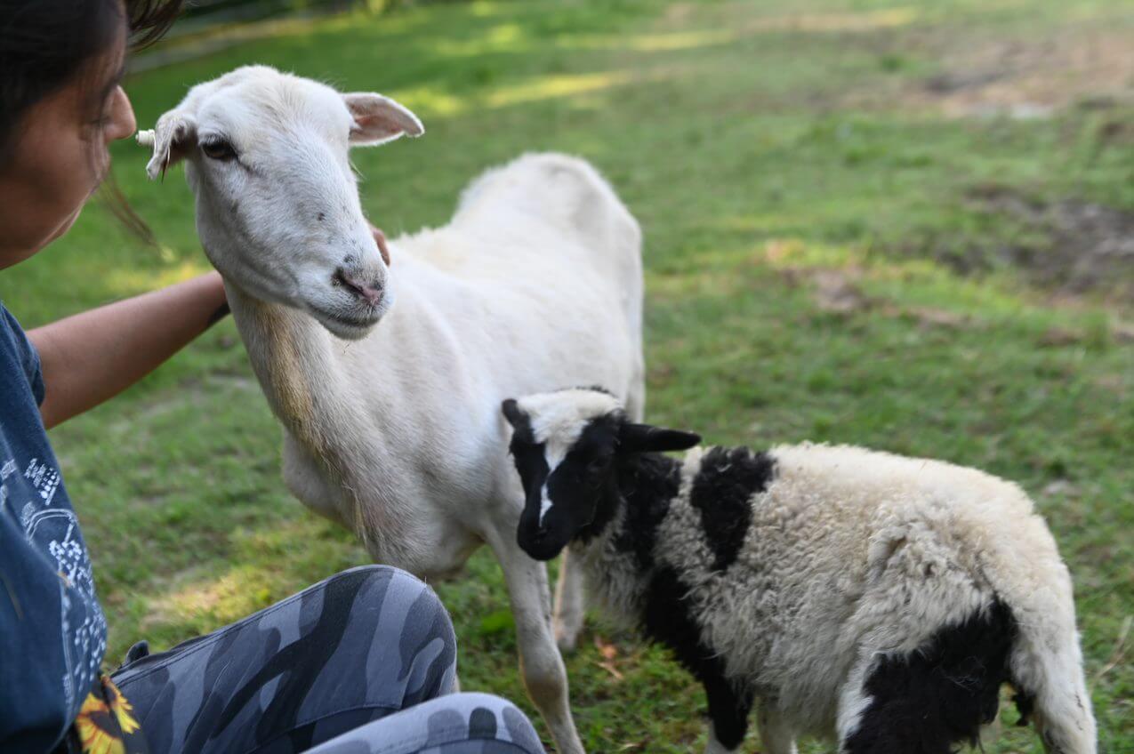 Mother and Baby Sheep Rescued From Convenience Store (Video) | PETA