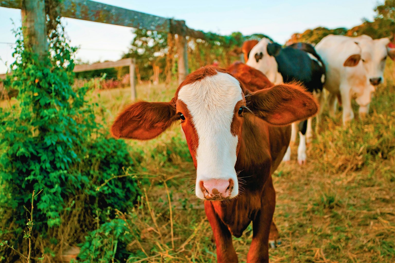 ‘MUGnificent!’ PJ’s Coffee to End Vegan Milk Upcharge | PETA