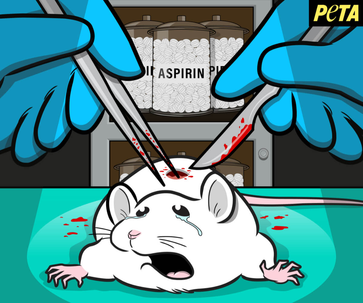 Pitt Labs Fail BASIC Welfare, Perform Rogue Experiments | PETA