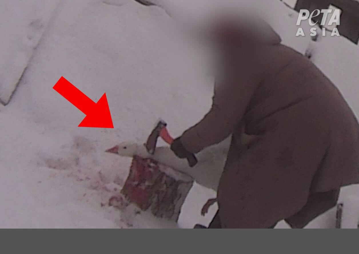 Exposés and Undercover Investigations | PETA