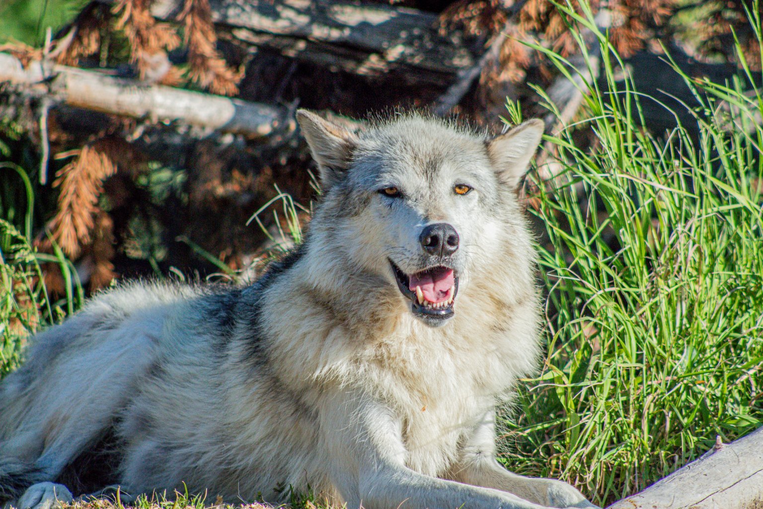 Wyoming Man Kills Wolf; Help Yellowstone Wolves | PETA