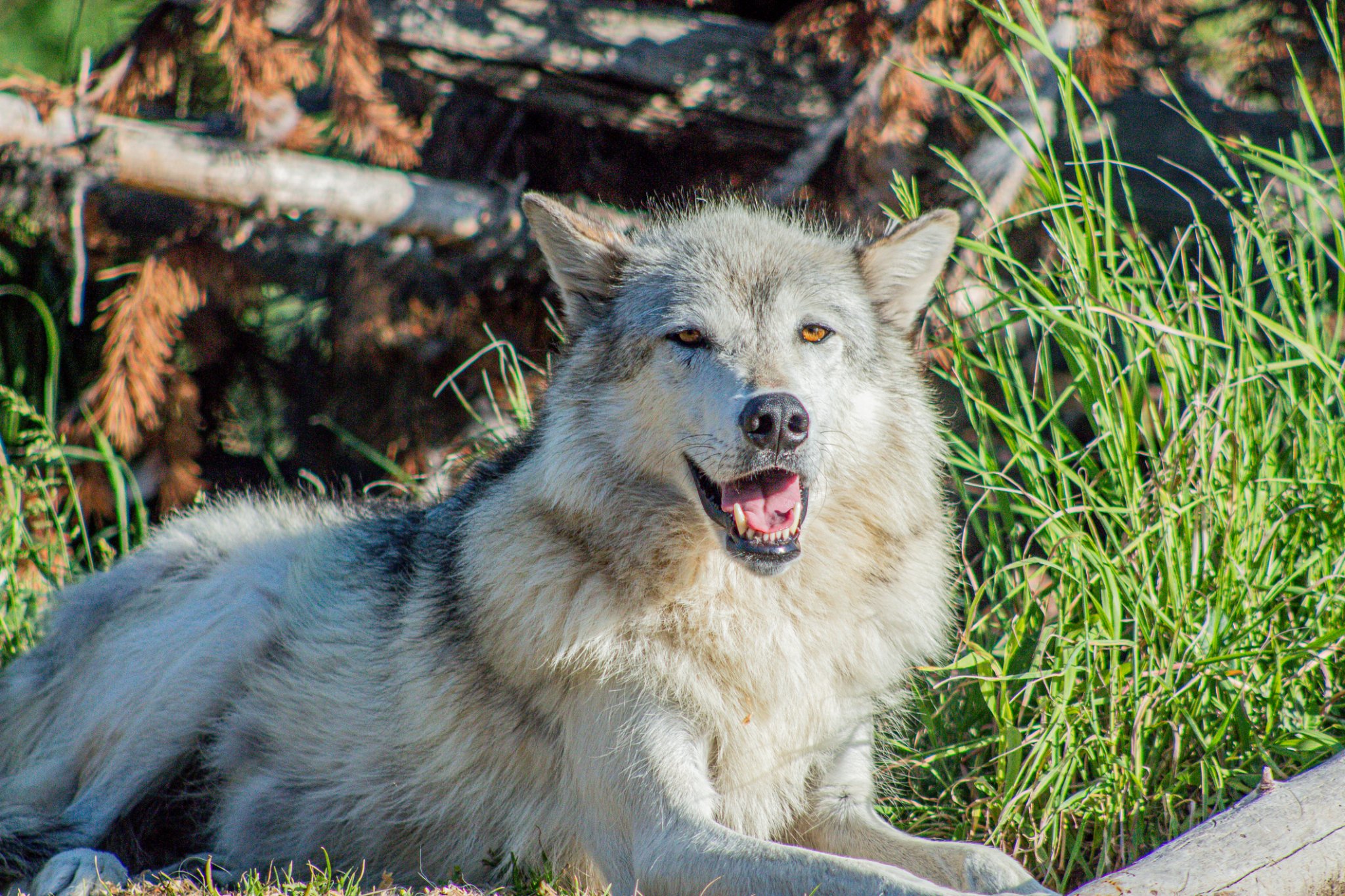 Wyoming Man Kills Wolf; Help Yellowstone Wolves | PETA