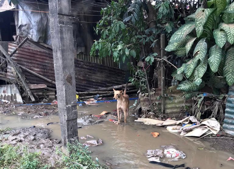 Help PETA Asia Save Animals’ Lives After Typhoon Noru | PETA