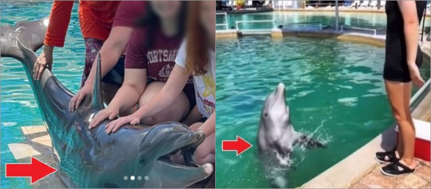 Reports Reveal Emaciated Animals at Miami Seaquarium | PETA