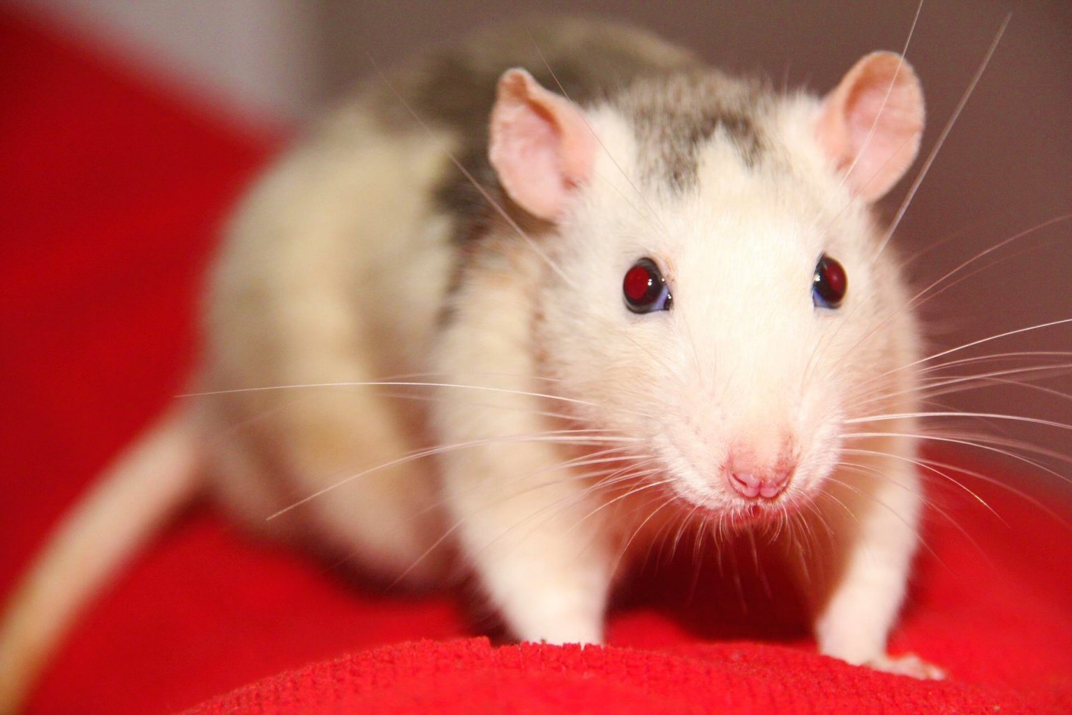 Time to PAR-TEA! QTrade Tea Bans Animal Tests After PETA Push | PETA