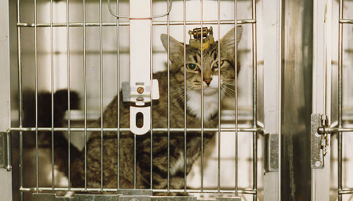 Animals in Entertainment: Circuses, SeaWorld, and Beyond | PETA