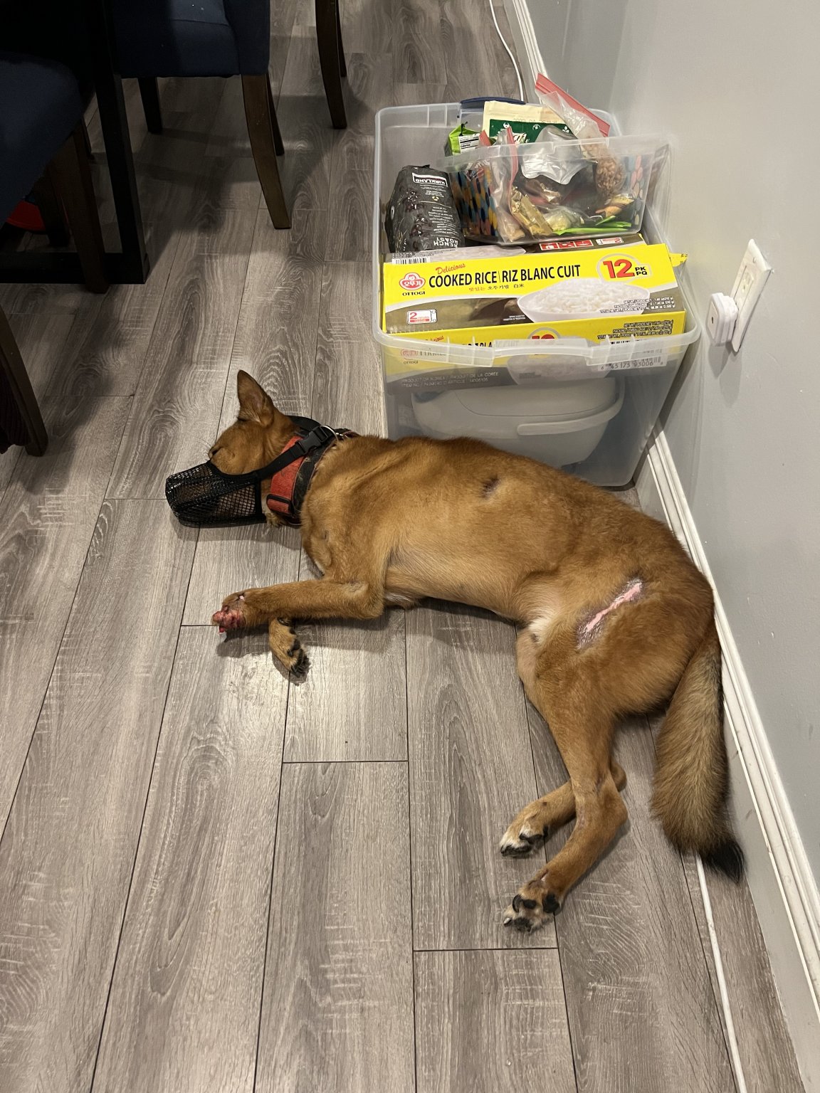 Dog With Severed Foot in Los Angeles—Demand Answers! | PETA