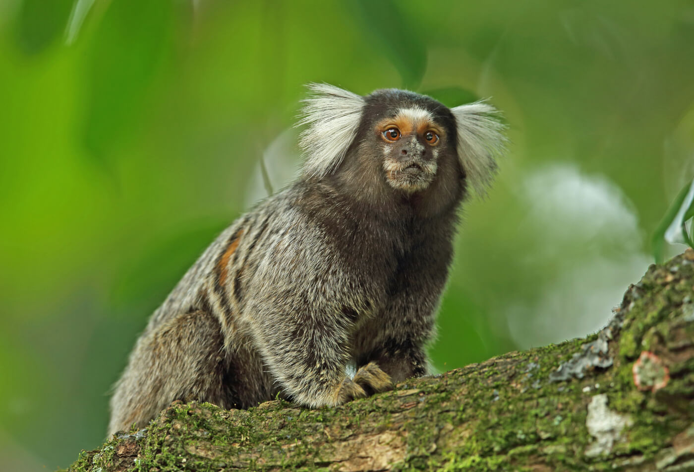Updates: Campaign to End UMass Marmoset Experiments | PETA