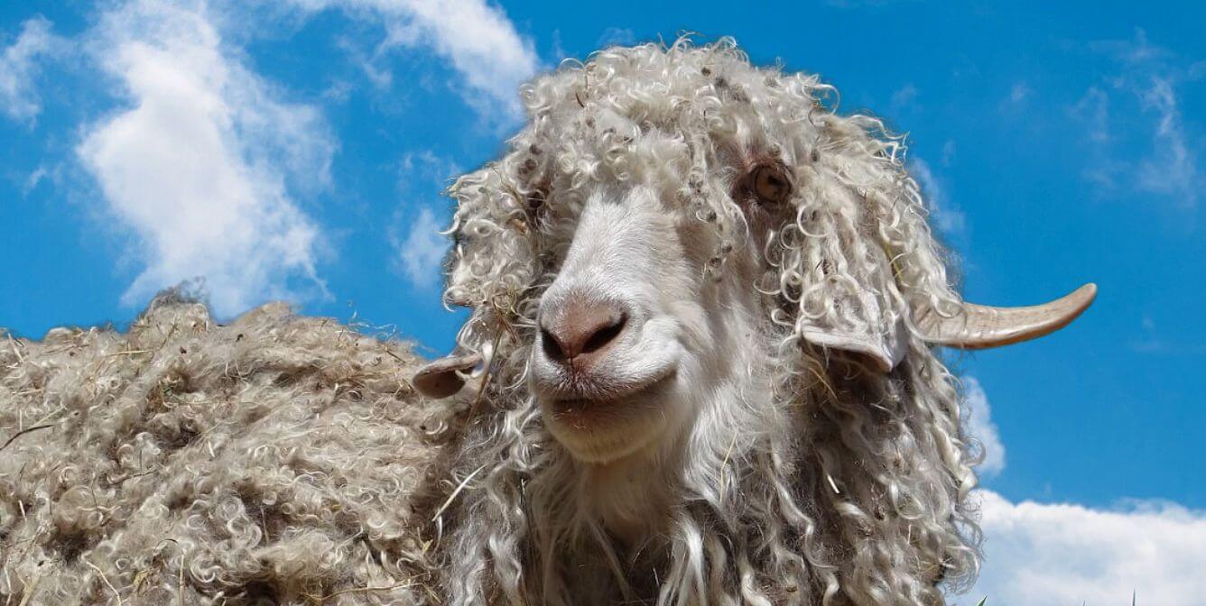 Action Alerts | Actions | PETA.org