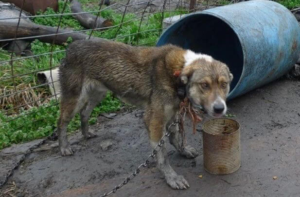 Action Alerts | Actions | PETA.org