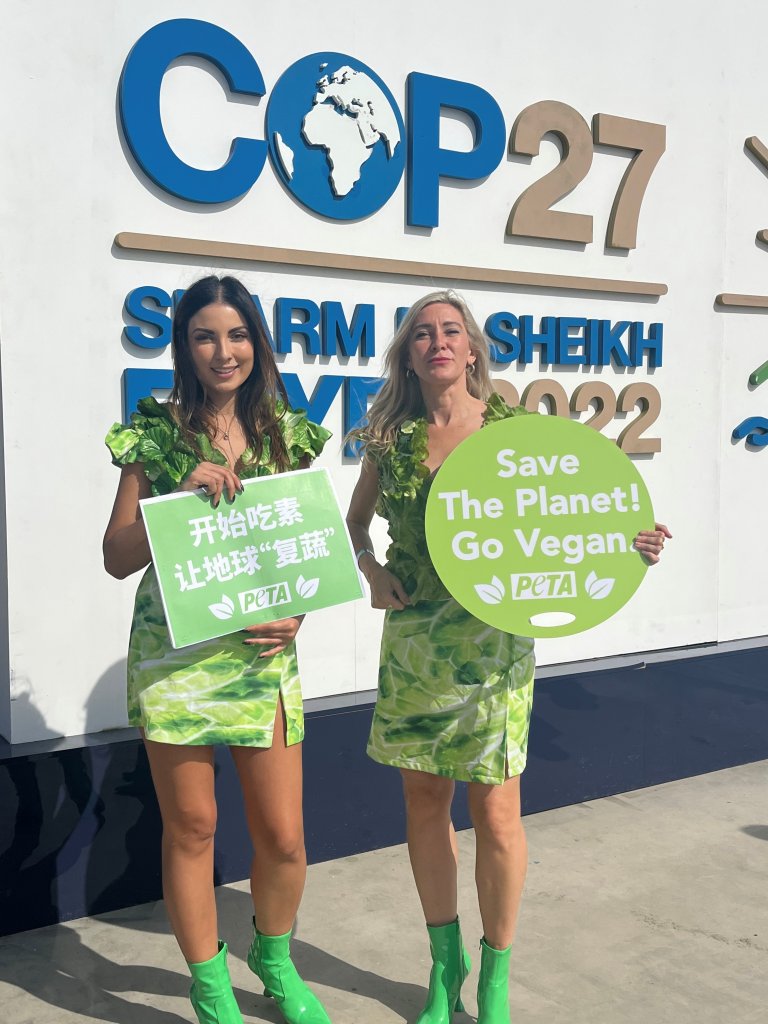 Photos: ‘COP27 Is a Cop Out!’ PETA Asia Lettuce Ladies Blast Meaty Menu ...