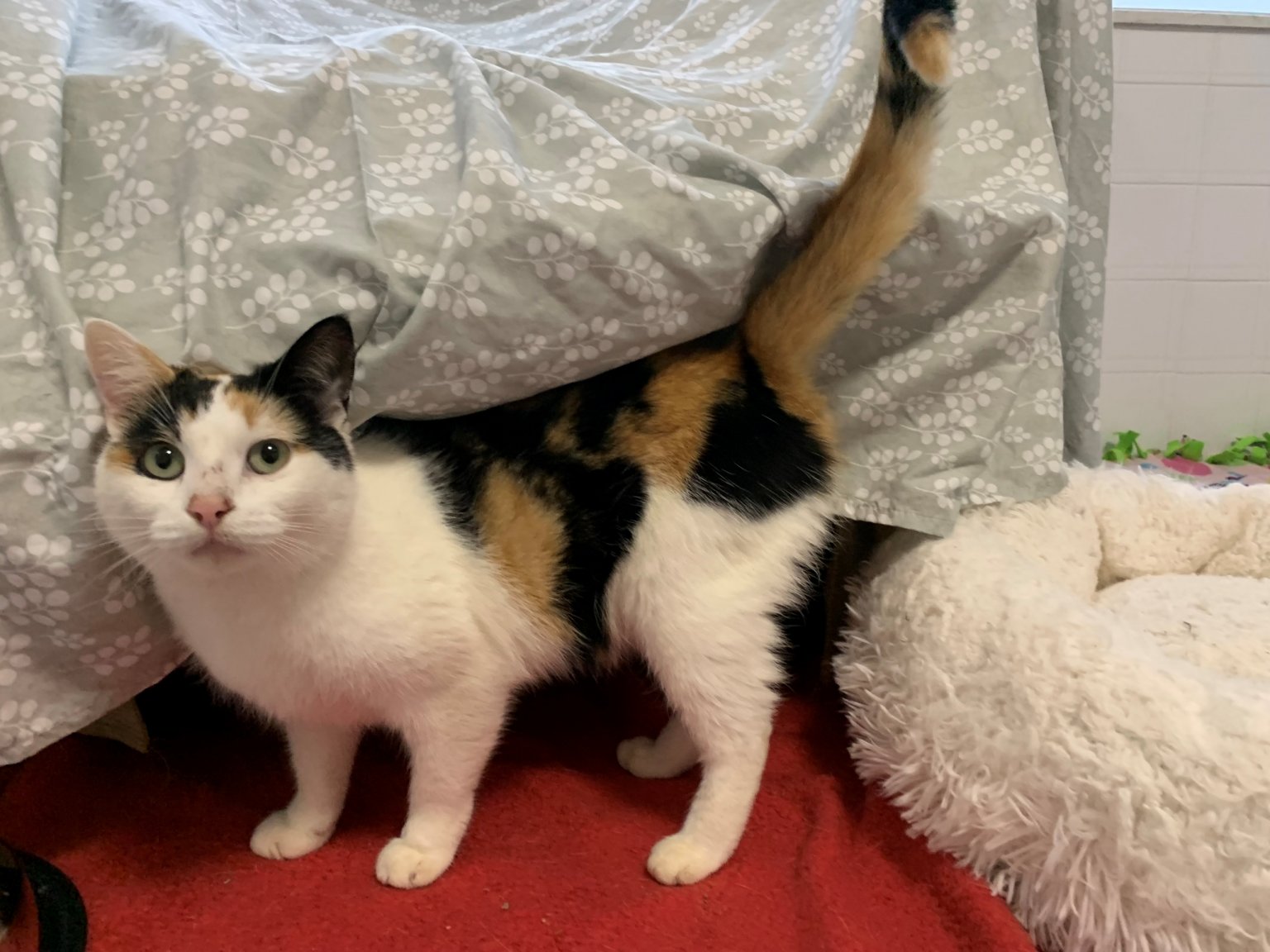 Feeling Lonely This Friendsgiving? Claire the Cat Is Here | PETA