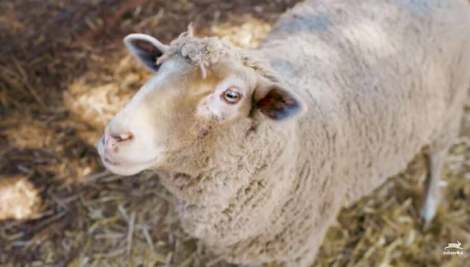 There’s No Such Thing as Happy Wool 0:60 | PETA