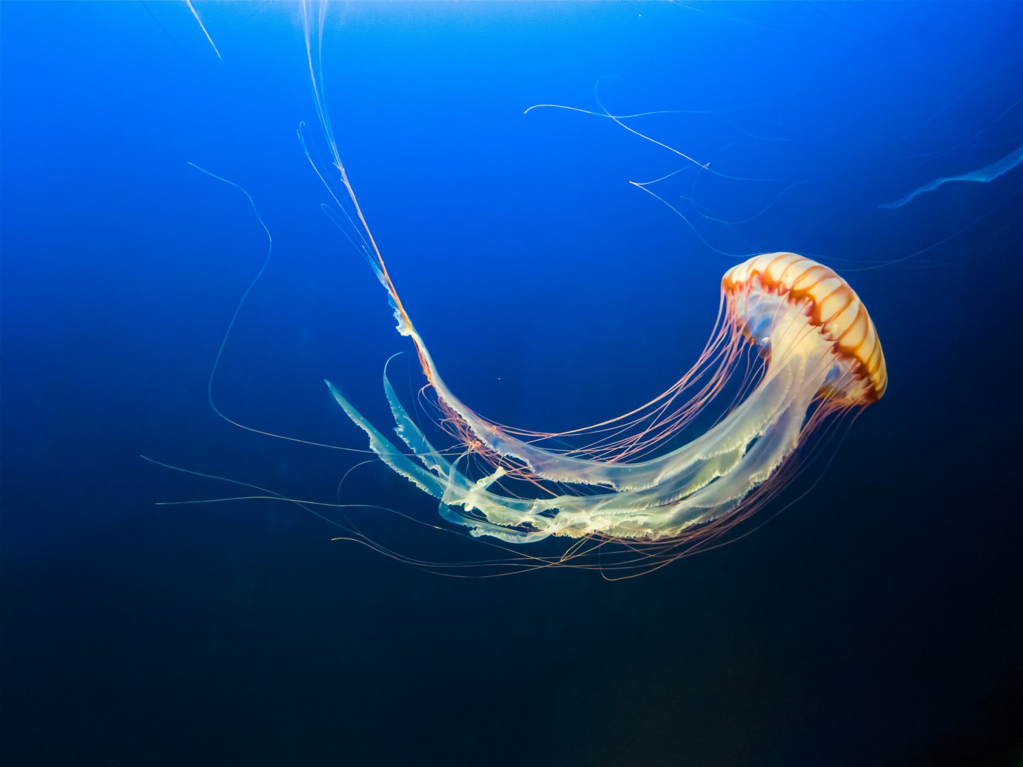 10 Tentacle-Tastic Facts About Jellyfish | PETA