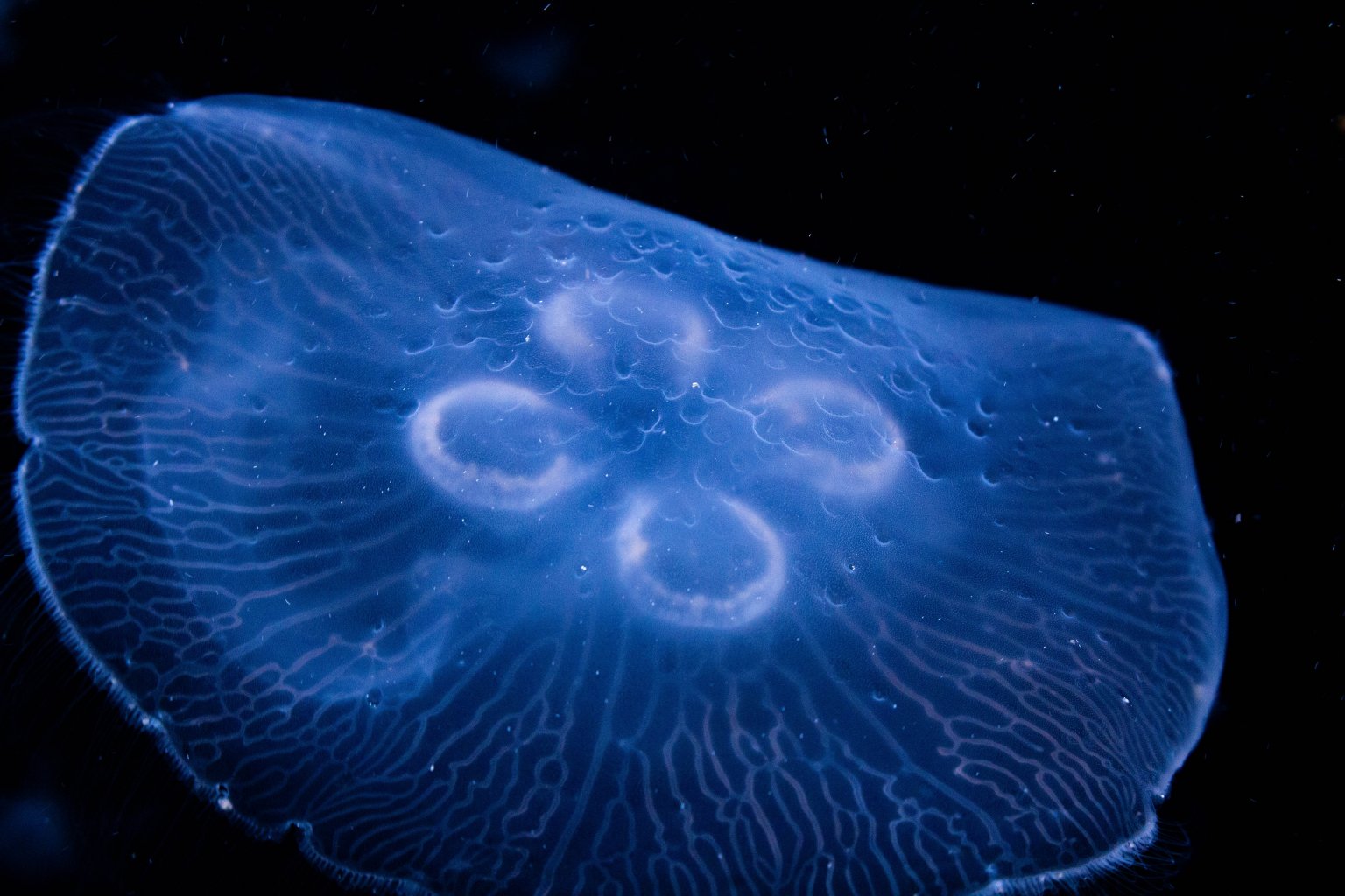 9 Fascinating Facts to Learn for National Jellyfish Day | PETA