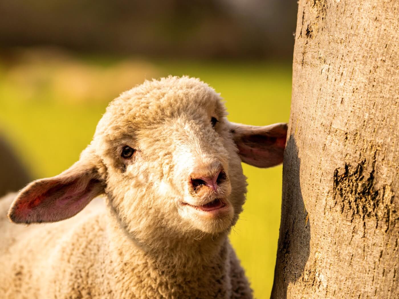 Urge ‘Reformation’ to Stop Greenwashing Animal-Derived Materials | PETA