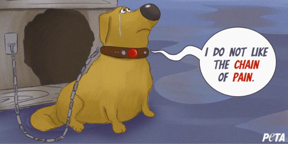 2022’s Best Social Media Posts About Animal Rights | PETA