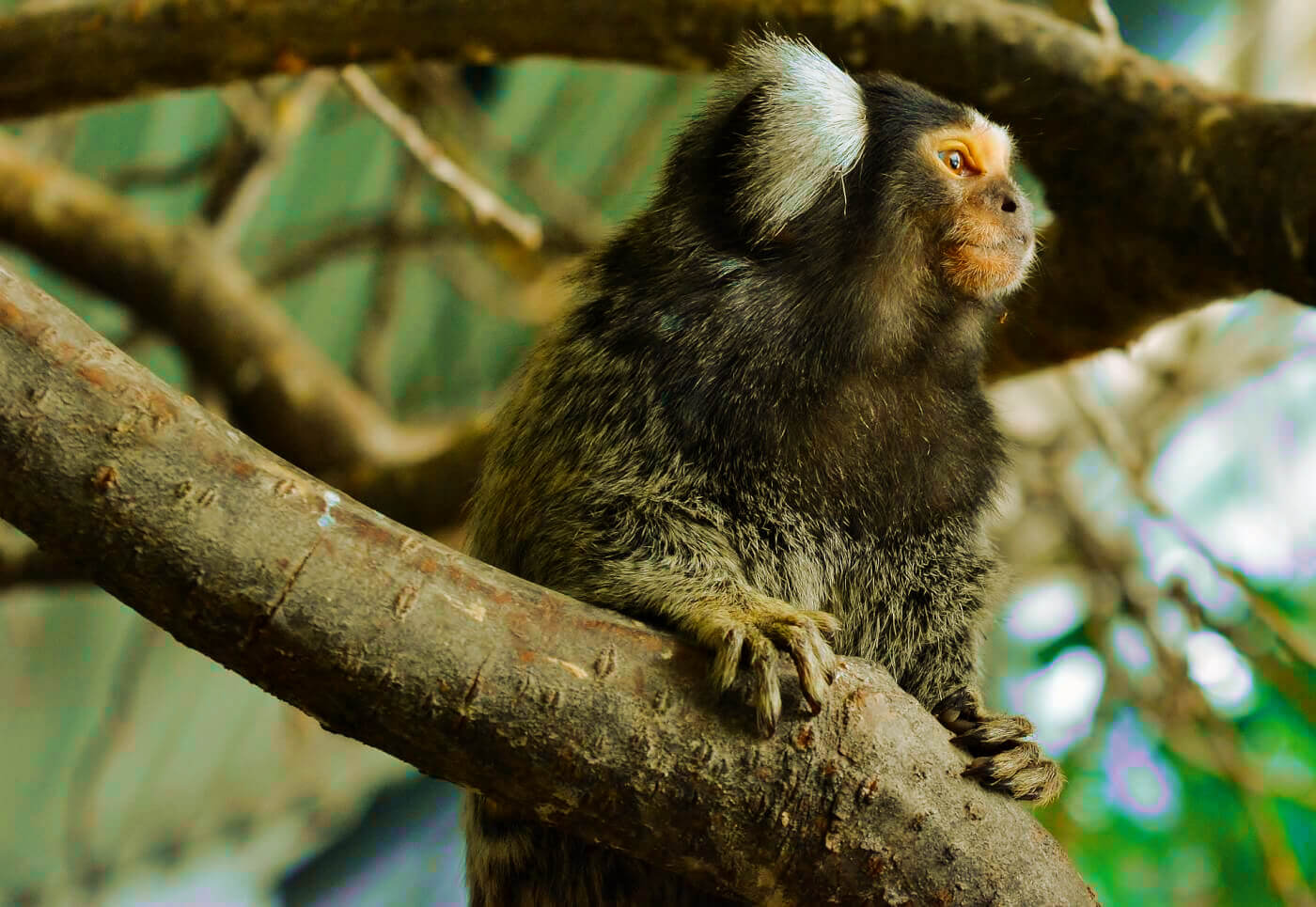 Just Like My Dog, Marmosets Jolly and Noel Deserve Joy | PETA