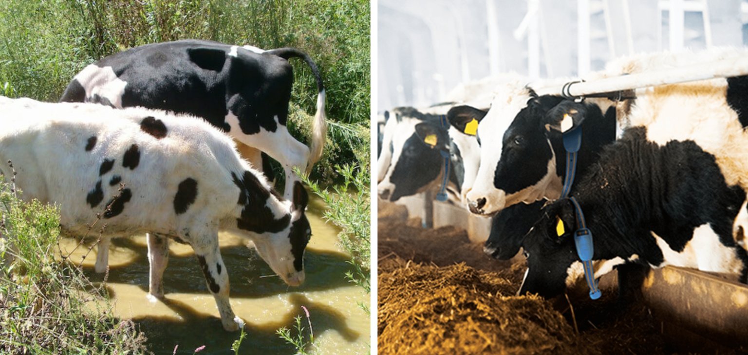 How We Can Really Make Cows Happy | PETA