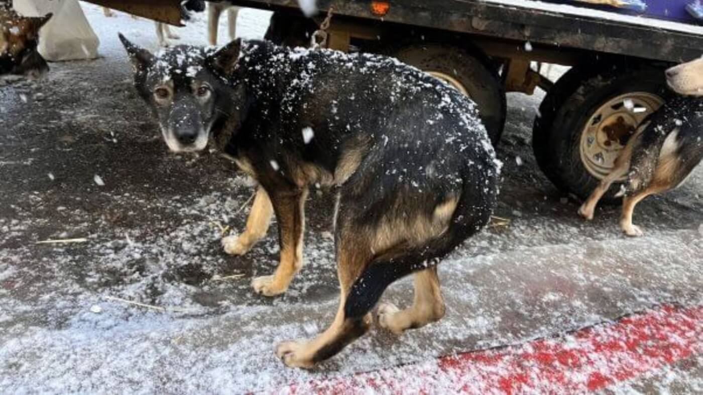 5 Outrageous Iditarod Facts to Prompt You to Act | PETA