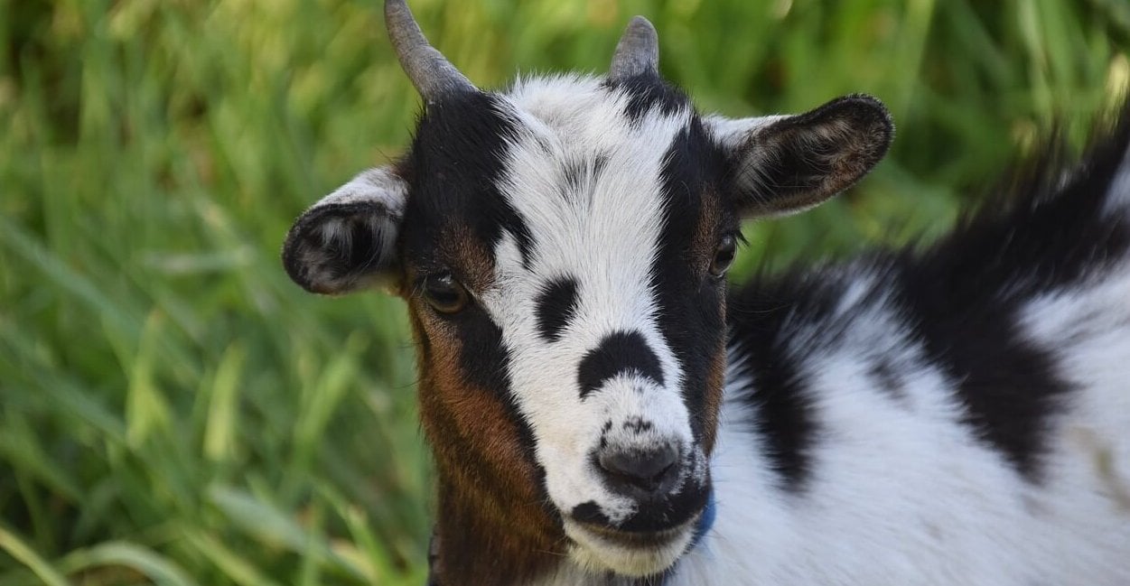 Goats Are Awesome