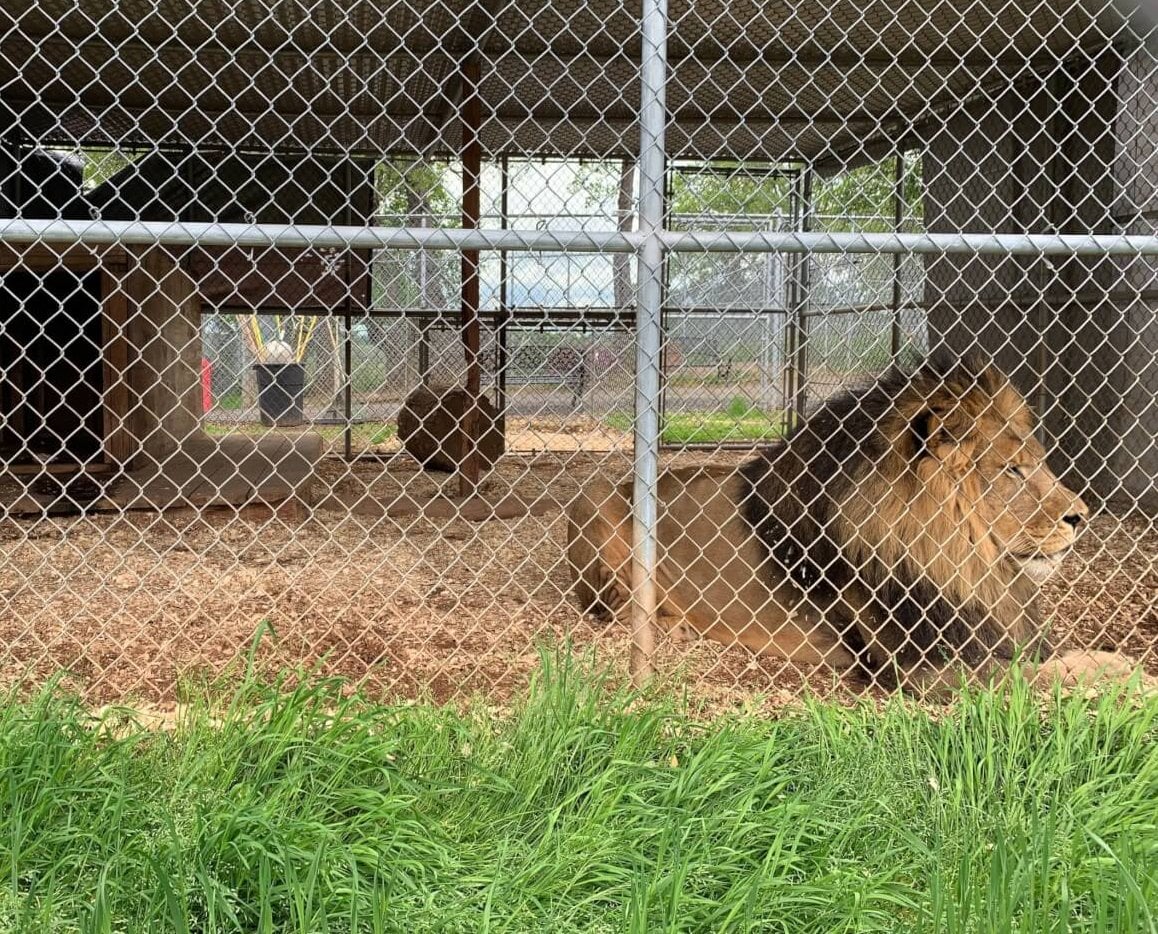 The USDA Is Asking for Public Comments After PETA Petition Demands ...
