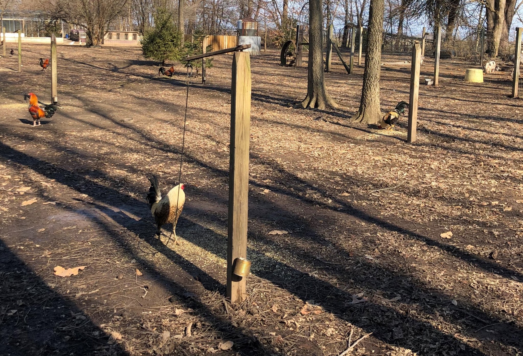 The USDA Finally Adds Protections for Birds Under the AWA | PETA