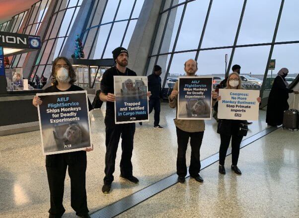 Updates: Campaign to Shut Down the Violent Monkey-Importation Industry ...