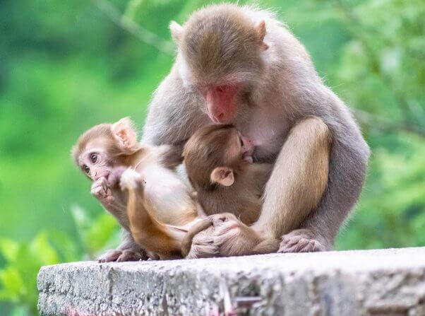 Macaques Are Under Attack! Here’s How to Fight Back | PETA