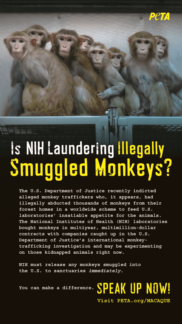 Updates: Campaign to Shut Down the Violent Monkey-Importation Industry ...