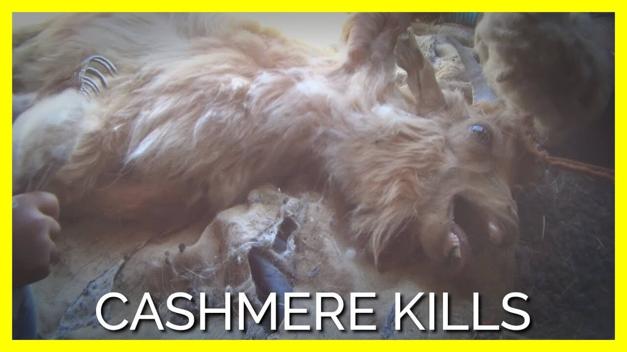 Naadam Removes ‘Cruelty-Free’ Claims From Its Website | PETA