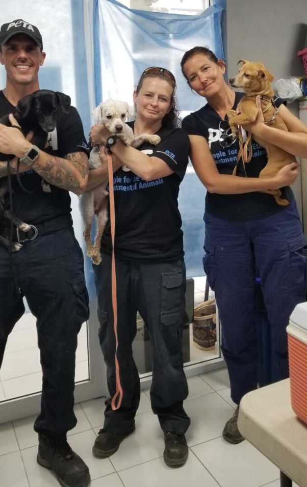 PHOTOS: Fieldworkers Help Dogs and Cats in Cancún | PETA