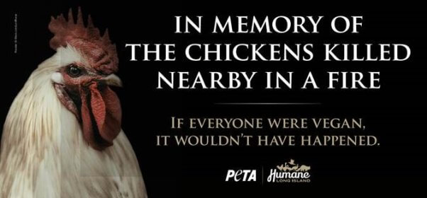 Fiery Truck Crash Prompts PETA Memorial for Chickens | PETA