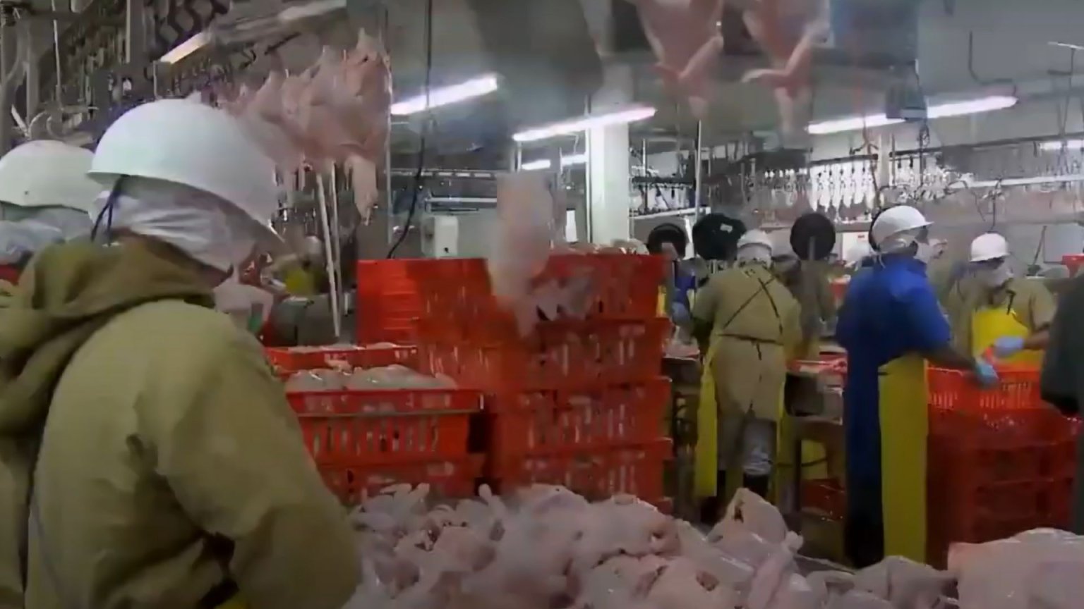 What Is ‘Spaghetti Chicken’? | PETA