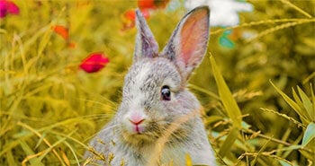 People for the Ethical Treatment of Animals (PETA)