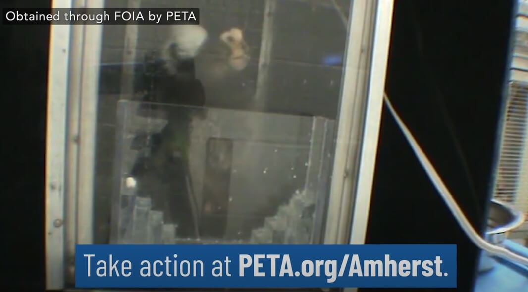 UMass’ Deadly Monkey Experiments 0:30 | PETA