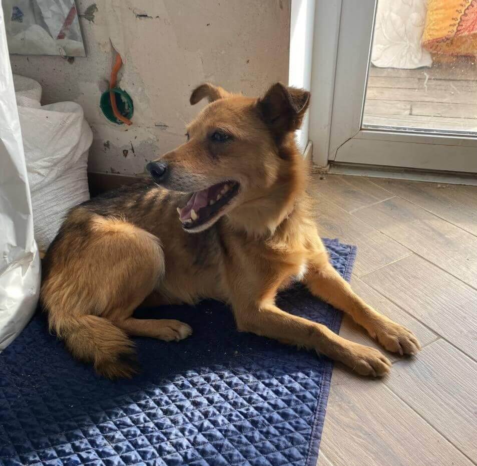 How to help animals in Ukraine | PETA