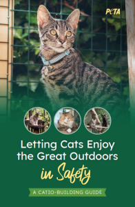 Build a Catio With PETA’s Step-by-Step Guide | PETA