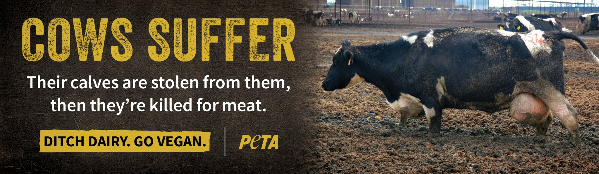 Nationwide Ad Shows How Cows and Whales Are Alike | PETA