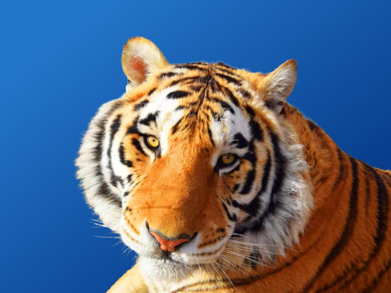 PETA Foundation Legal | PETA