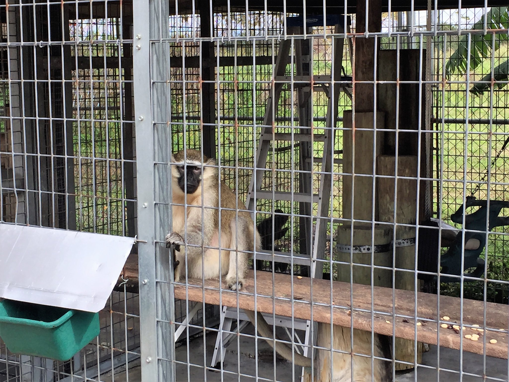 Wild Animals Forced to Perform, Confined to Barren Cages at This Pseudo ...